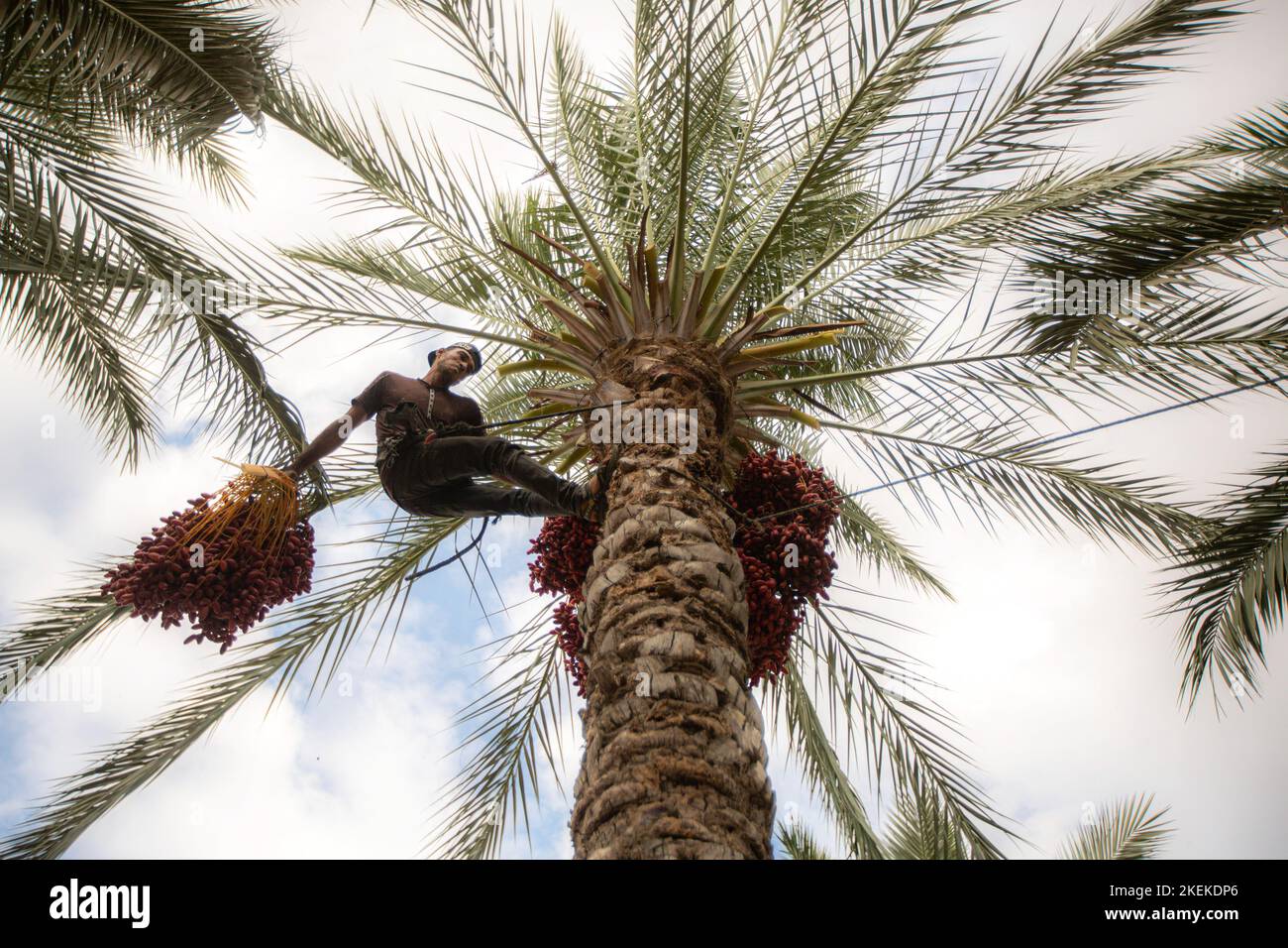 Gaza, Palestine. 21st Oct, 2022. A Palestinian farmer harvests dates at ...