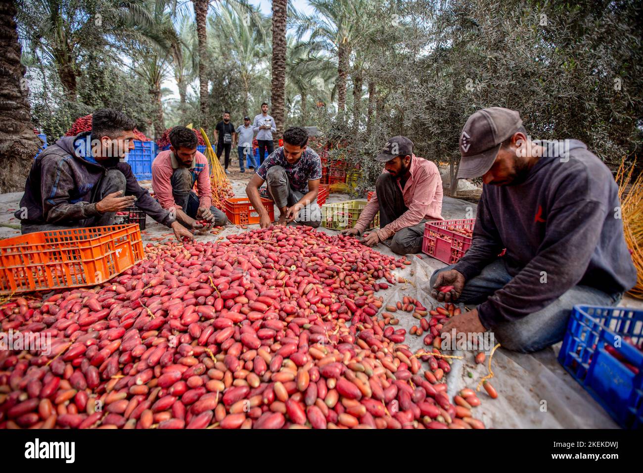 Gaza, Palestine. 9th Oct, 2022. Palestinian farmers sort dates at a ...