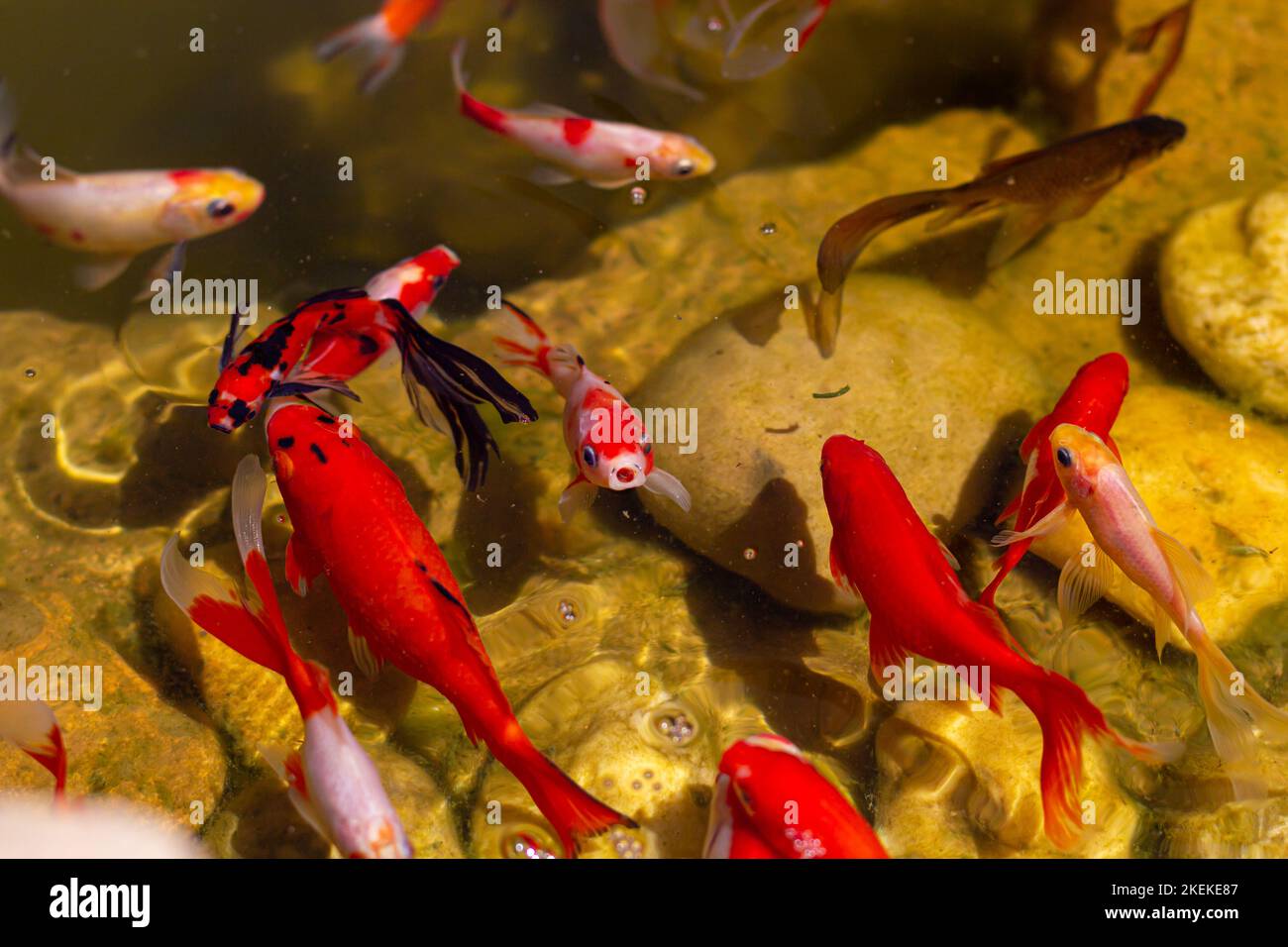 Colored fish swimming in the pond Stock Photo - Alamy