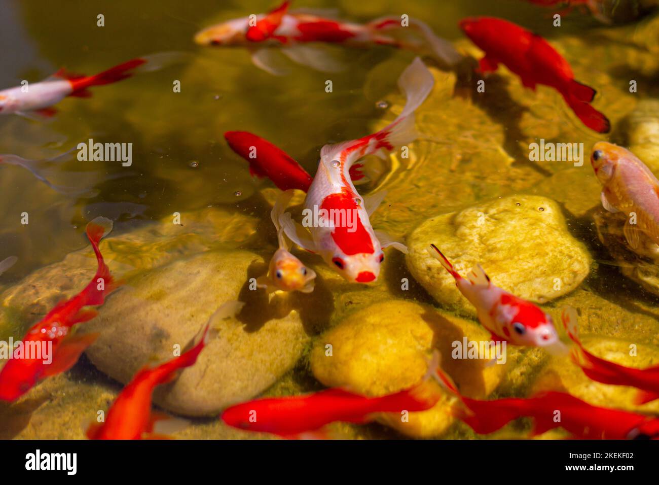 Colored fish swimming in the pond Stock Photo - Alamy