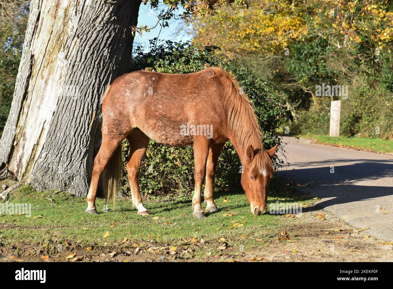 New Forest pony standing in the National park of the same name Stock ...