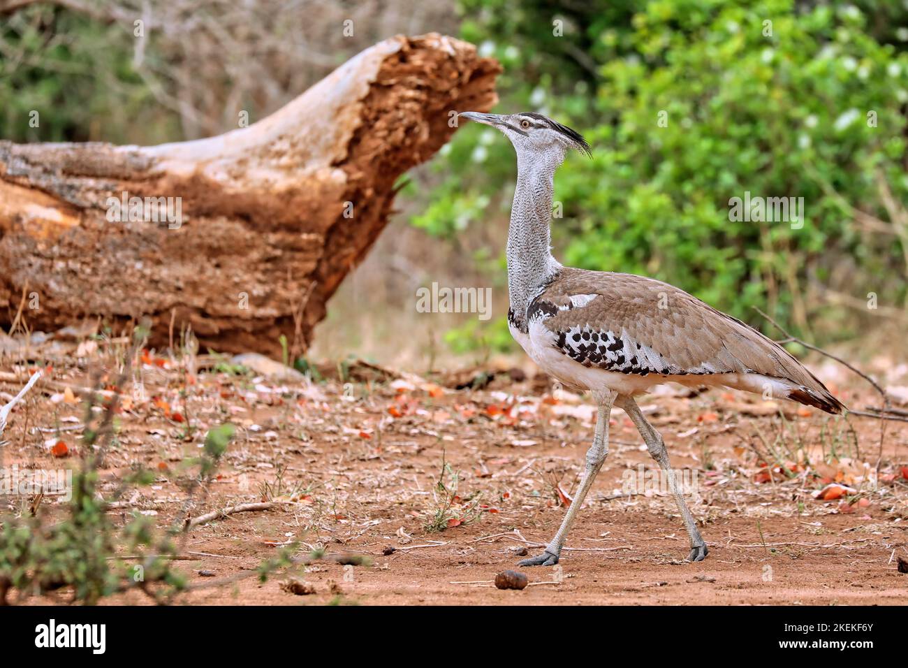 Afrikanische kori trappe hi-res stock photography and images - Alamy