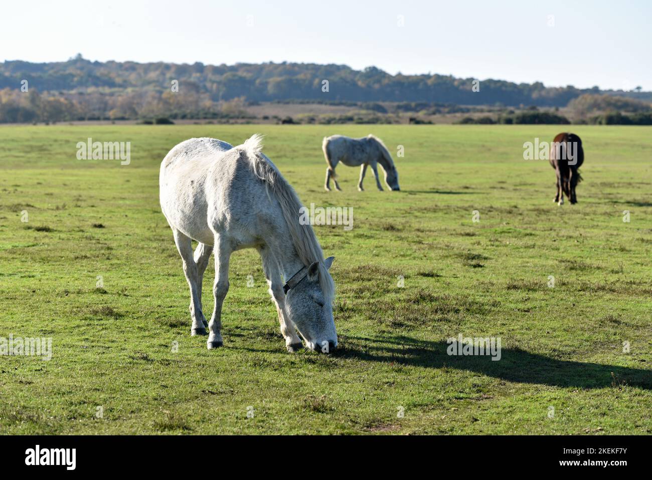 New Forest ponies grazing on the open pasture land in the south of ...