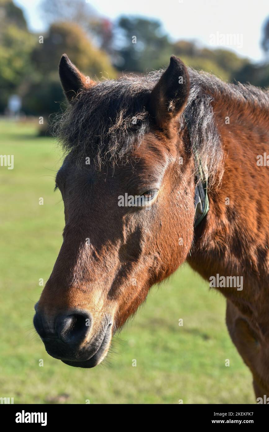 New forest pony head hi-res stock photography and images - Alamy