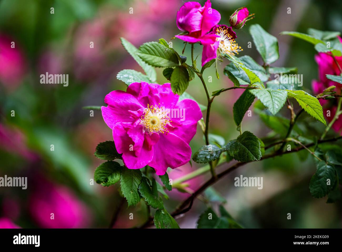 Beach rose (Rosa rugosa) flowers in the garden Stock Photo - Alamy