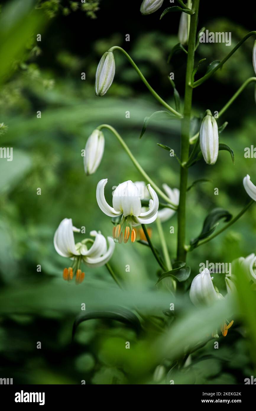 Mantagon lily hi-res stock photography and images - Alamy