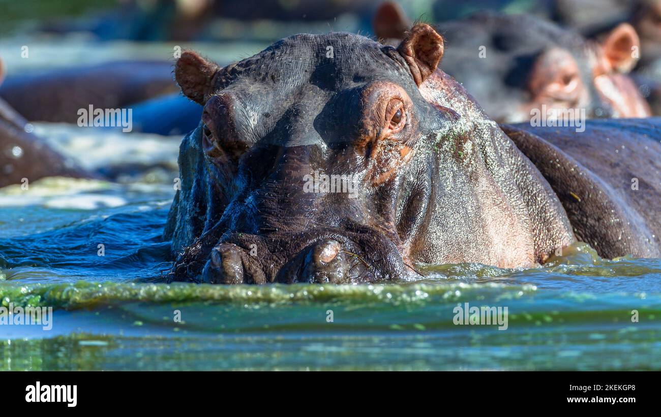 Hippo wildlife animals at waterhole cooling off close-up photo of ...