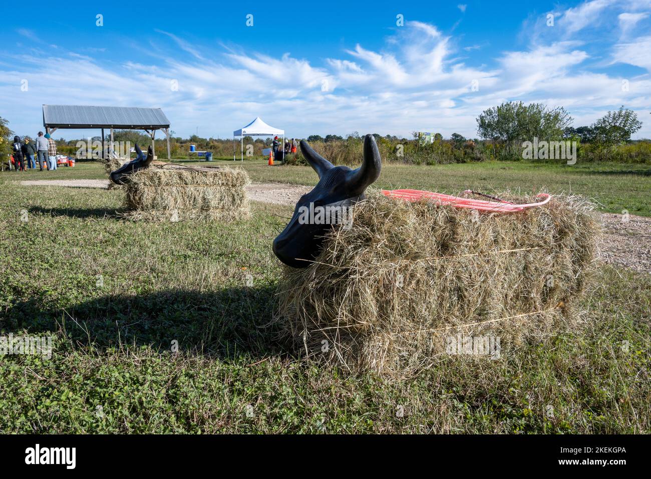 Cow hay hi-res stock photography and images - Alamy