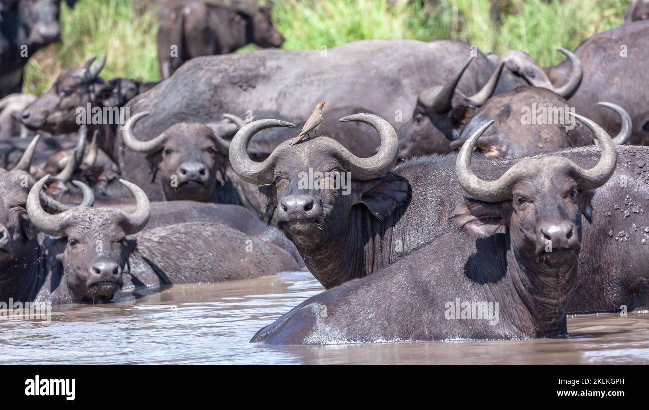 Buffalo wildlife animals midday at waterhole cooling off close-up photo ...
