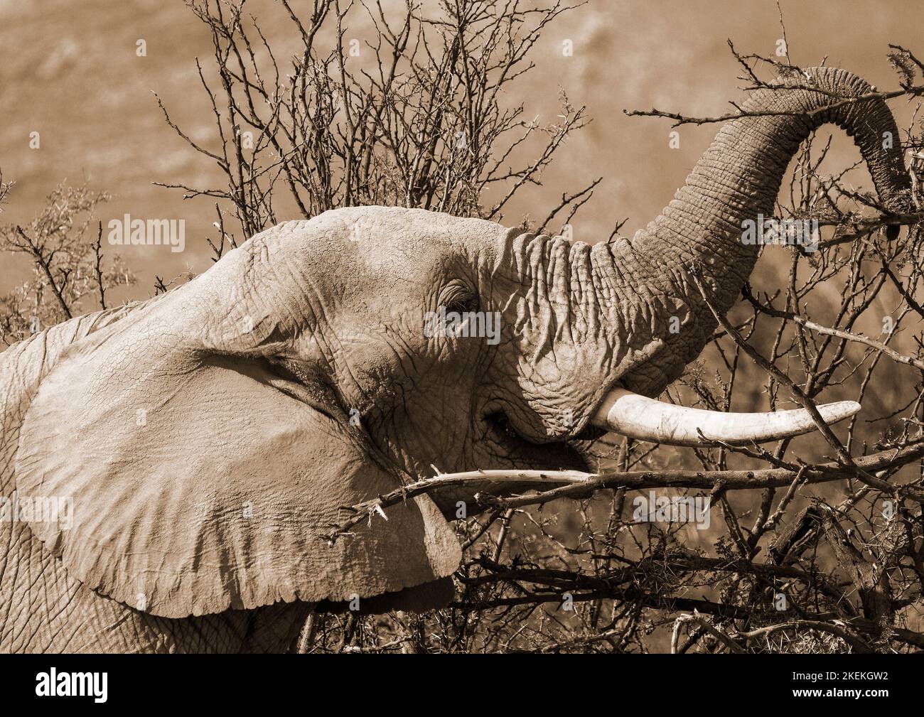 African Elephant eating off a tree Stock Photo - Alamy
