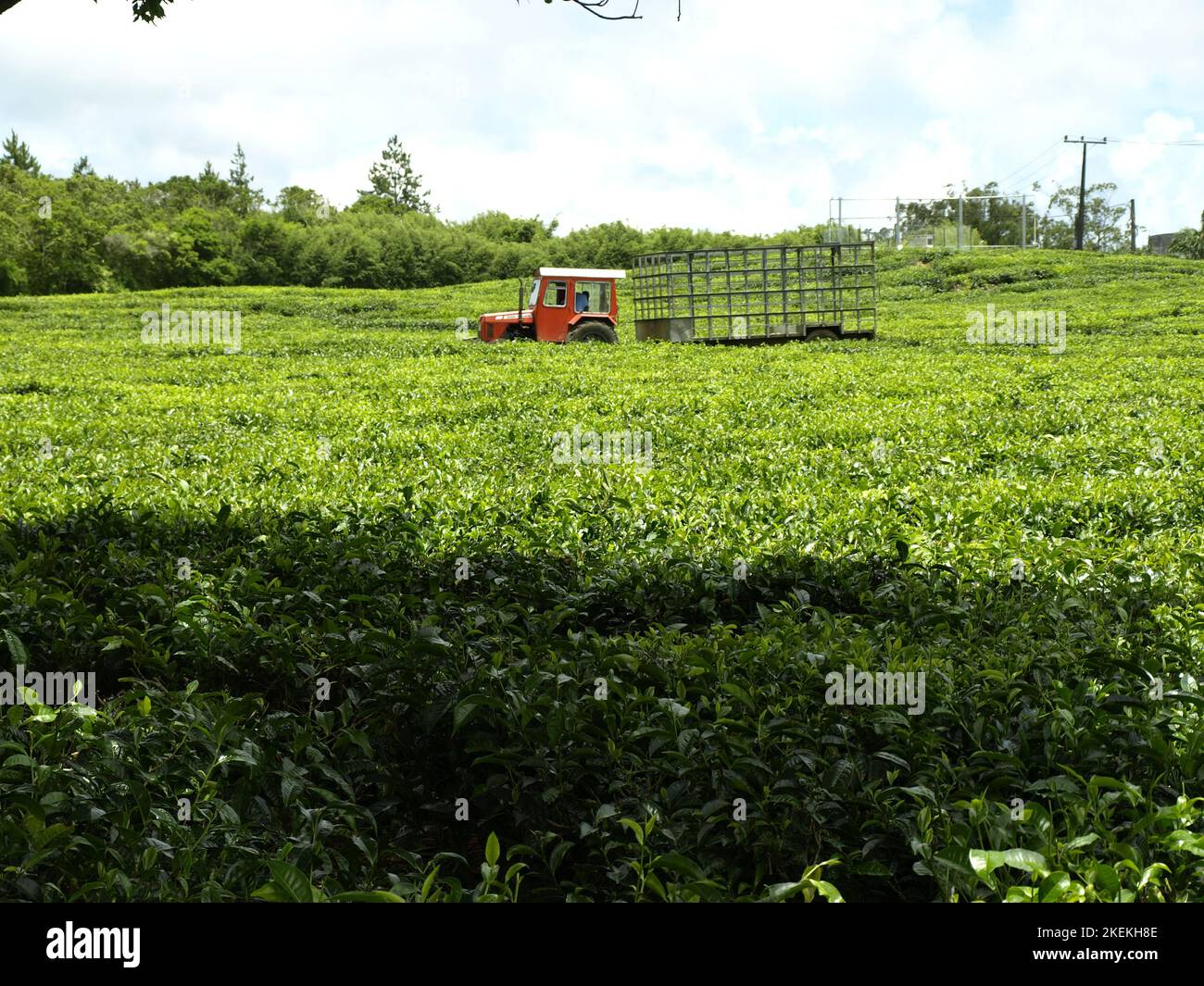Tea landscape in Mauritius Stock Photo - Alamy