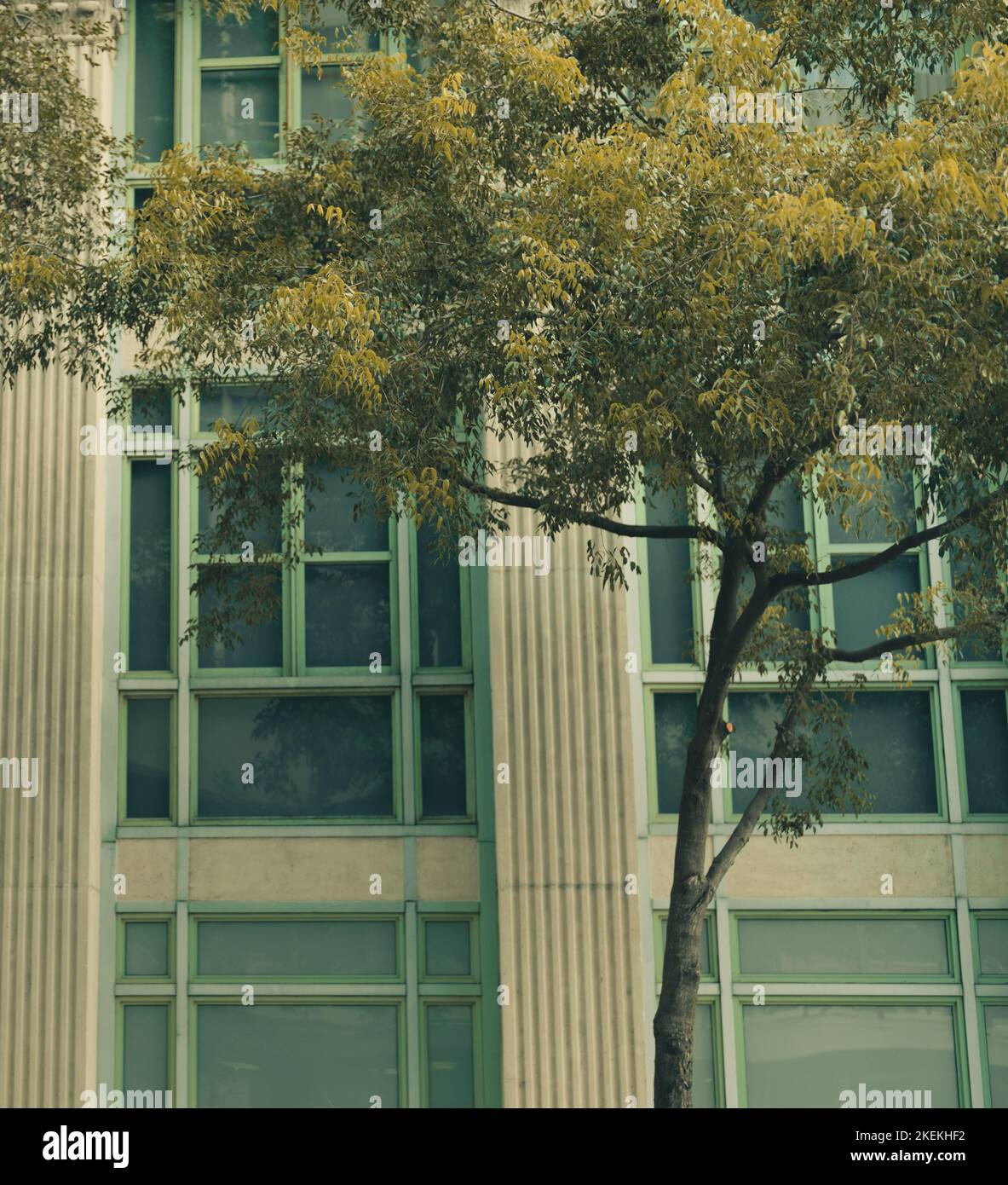 A vertical shot of a beautiful building facade with a front tree Stock ...