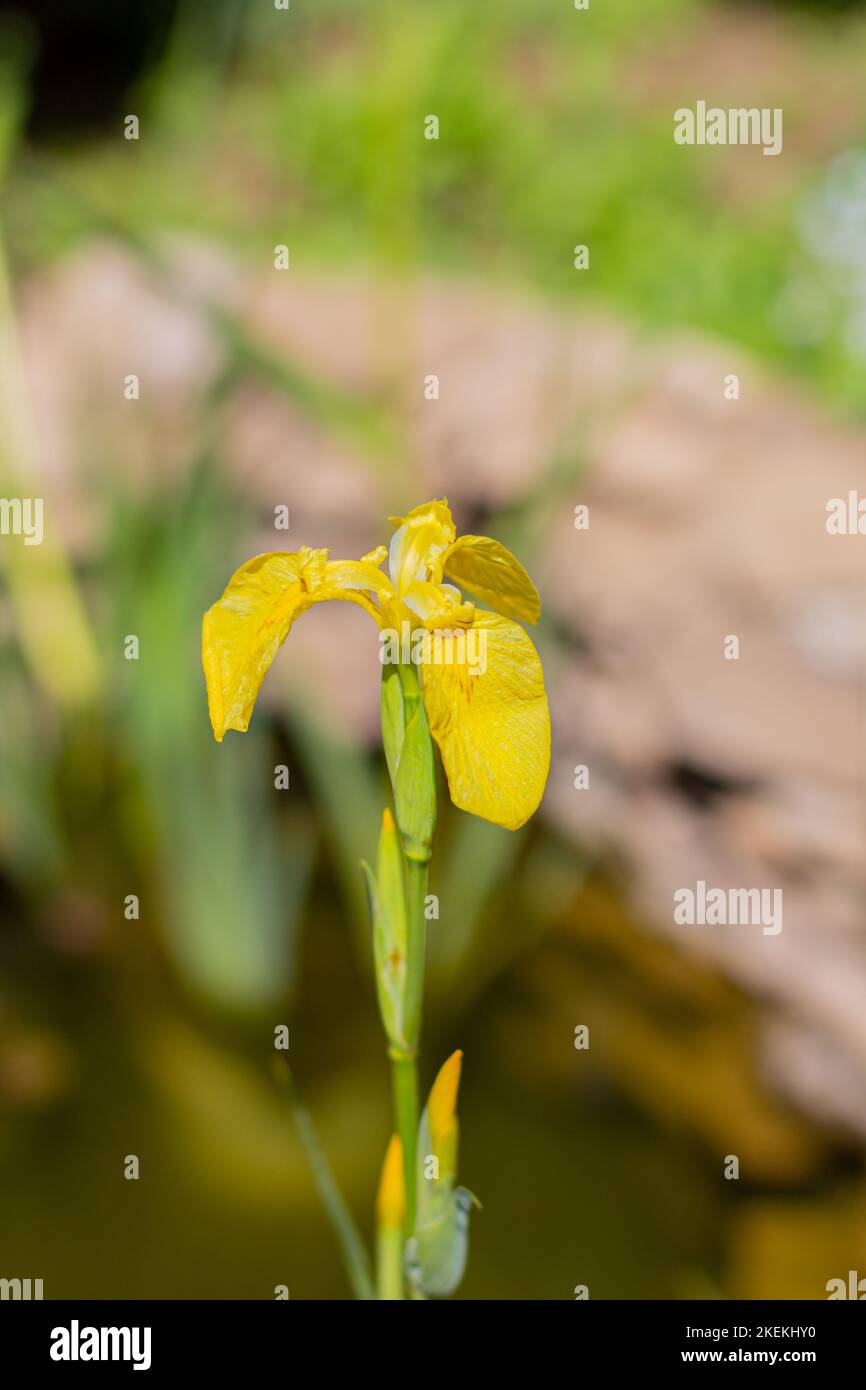Blooming yellow iris hi-res stock photography and images - Alamy