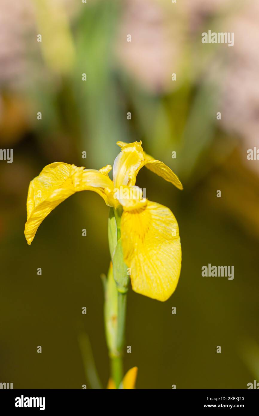 Blooming yellow iris hi-res stock photography and images - Alamy