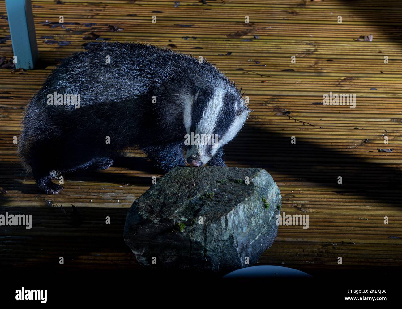 Wild Badger, Ardnamurchan, Scotland Stock Photo - Alamy