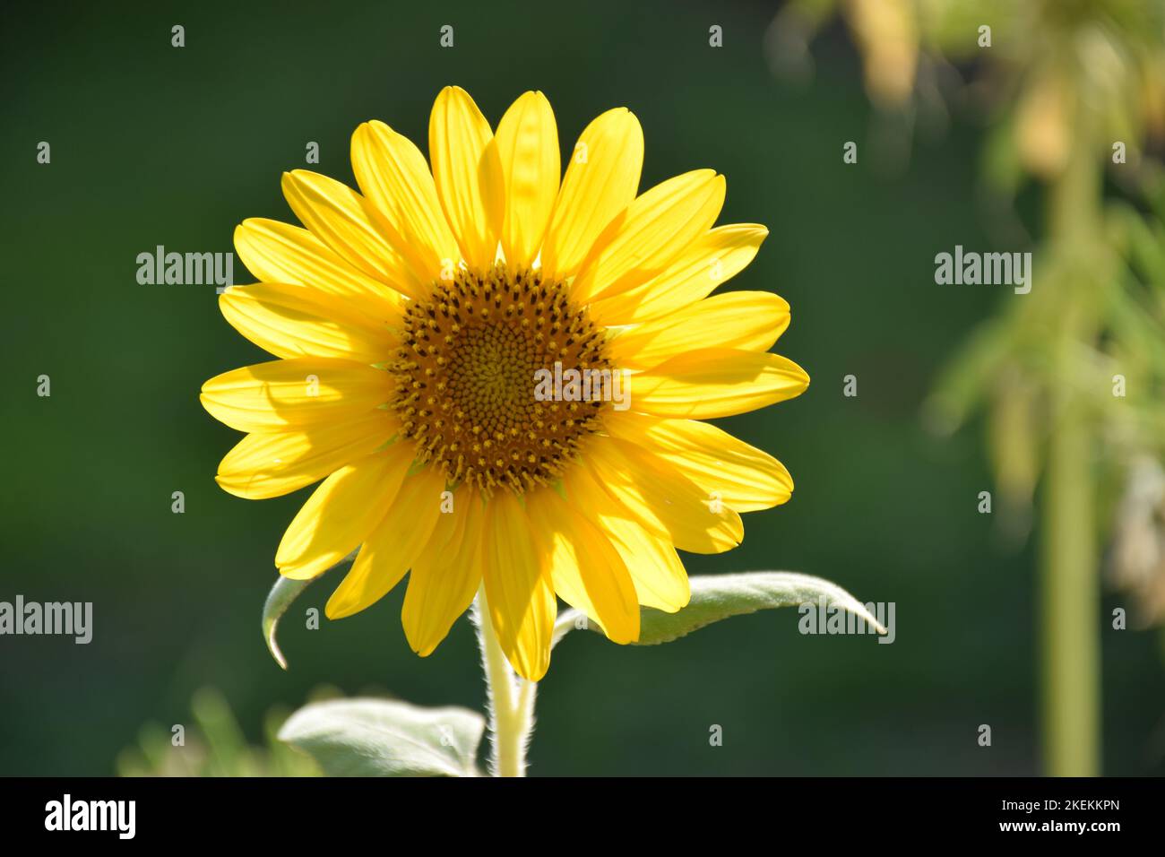 Construction espagnole hi-res stock photography and images - Alamy