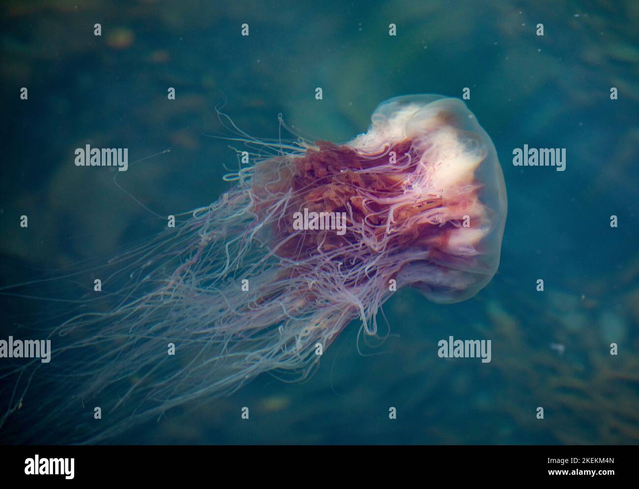 Jellyfish, Isle of Luing, Scotland Stock Photo - Alamy