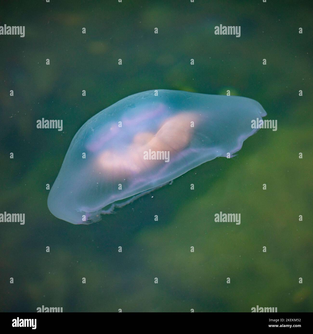 Jellyfish, Isle of Luing, Scotland Stock Photo - Alamy