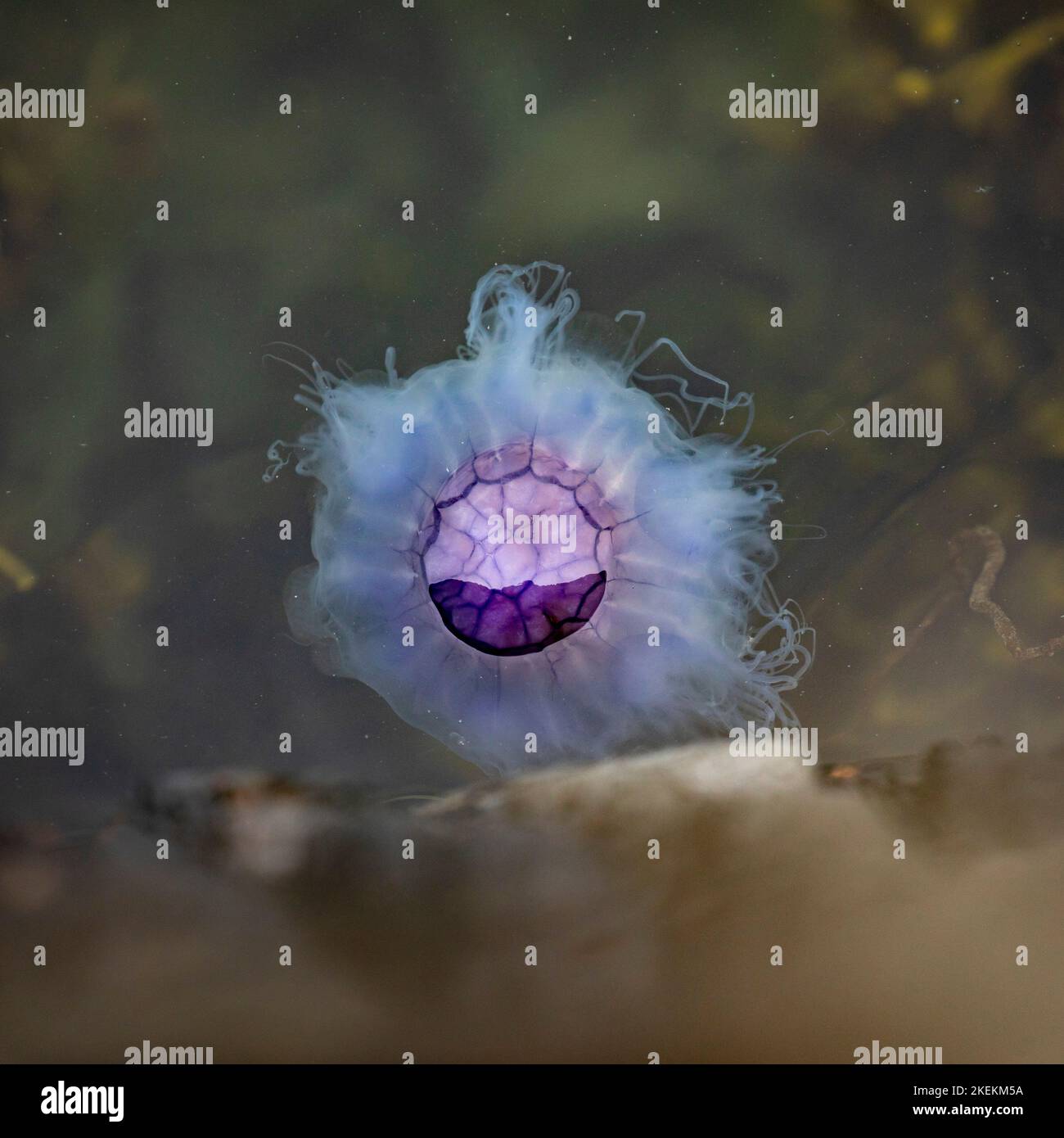 Jellyfish, Isle of Luing, Scotland Stock Photo - Alamy