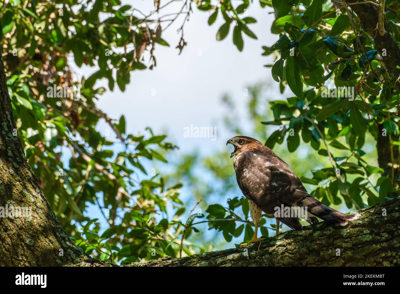 Juvenile Mississippi Kite Vocalizing While perched on a Large Branch of ...