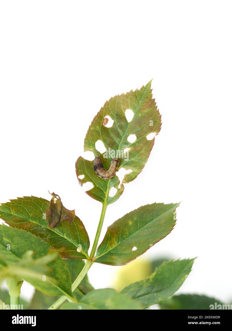 worm feeding or damage of tropical leaves, tiny moth caterpillar and ...