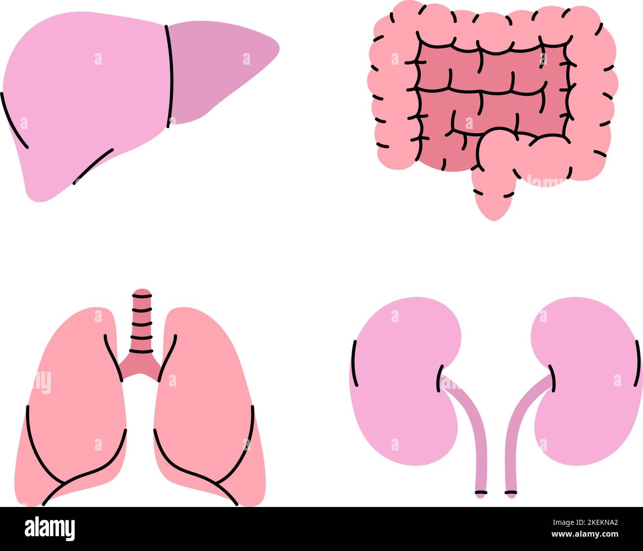 Set of human organs symbol. Liver, lungs, kidneys, intestines icons ...