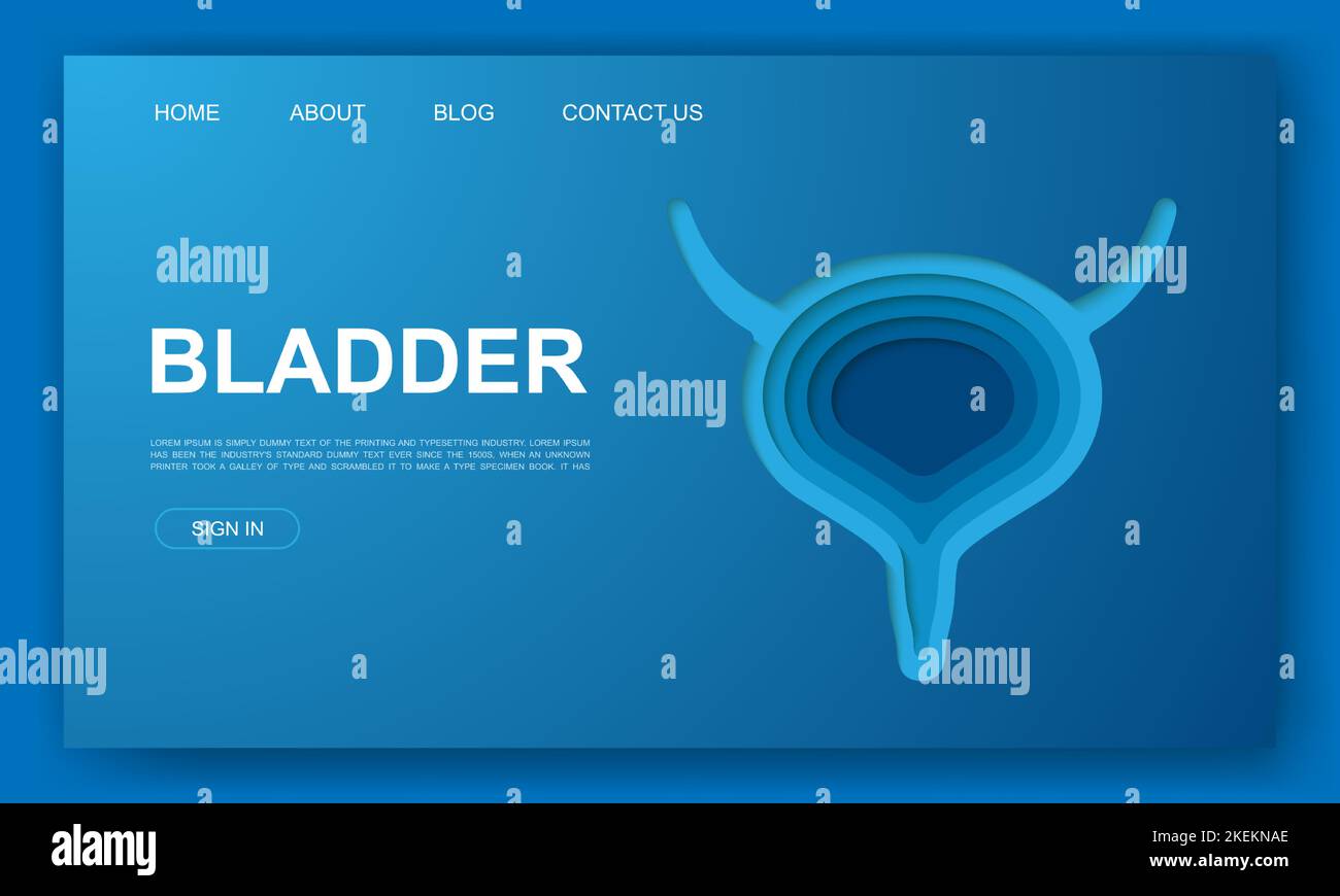 Bladder 3d paper cut style website template. Reproductive system paper ...