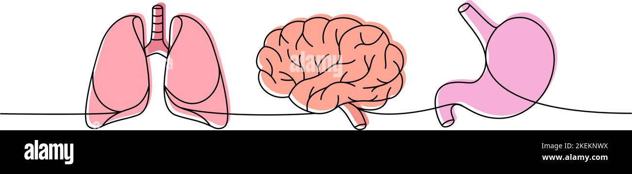 Set of human organs one line colored continuous drawing. Lungs, brain, stomach continuous ...