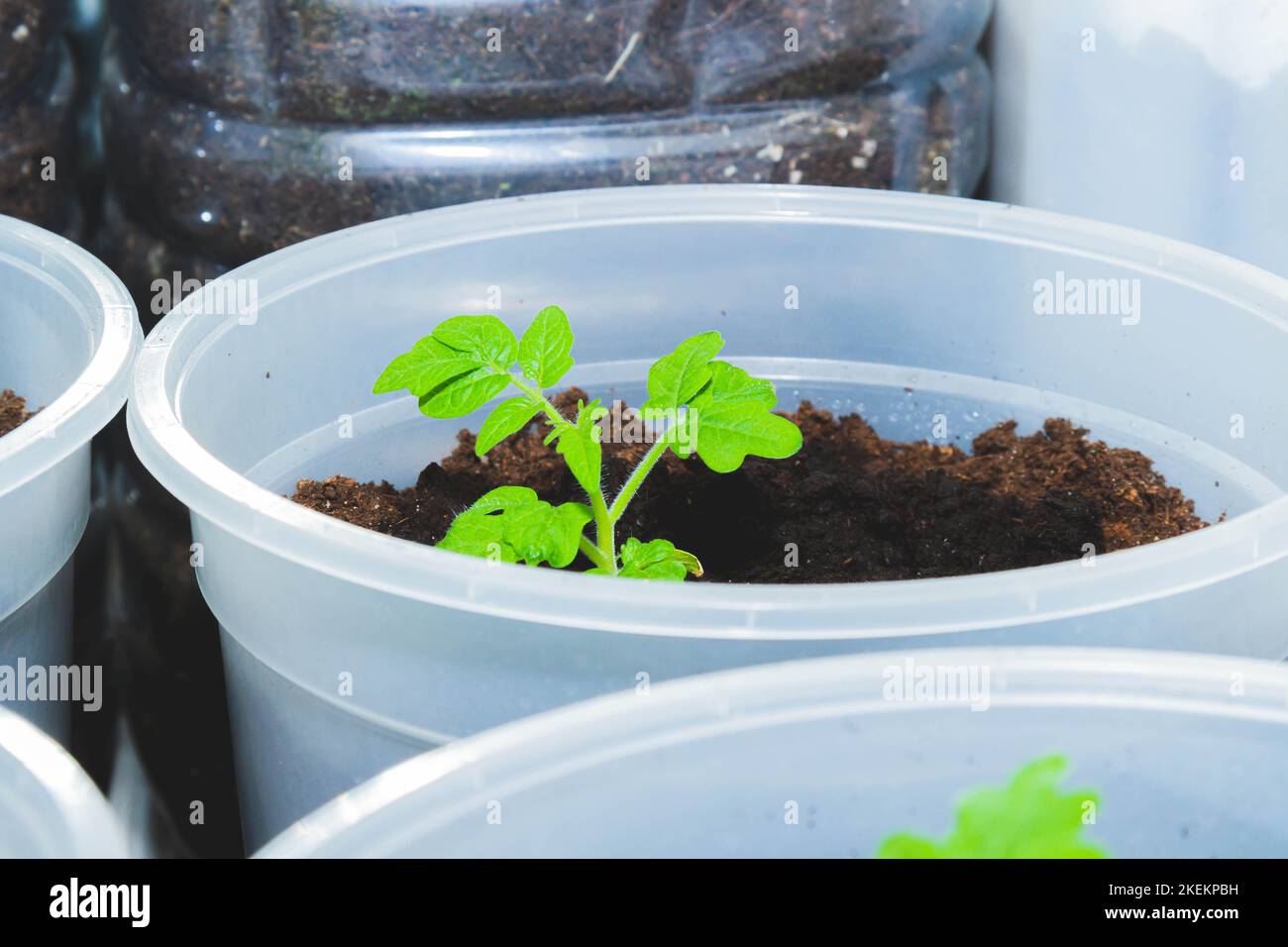 Growing genetically pure products. Non-gmo food. 100natural product ...