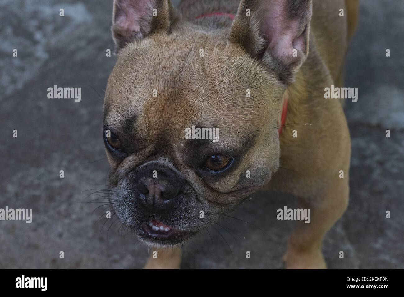 Curious Brown french bulldog hunting, Cute french bulldog playing ...