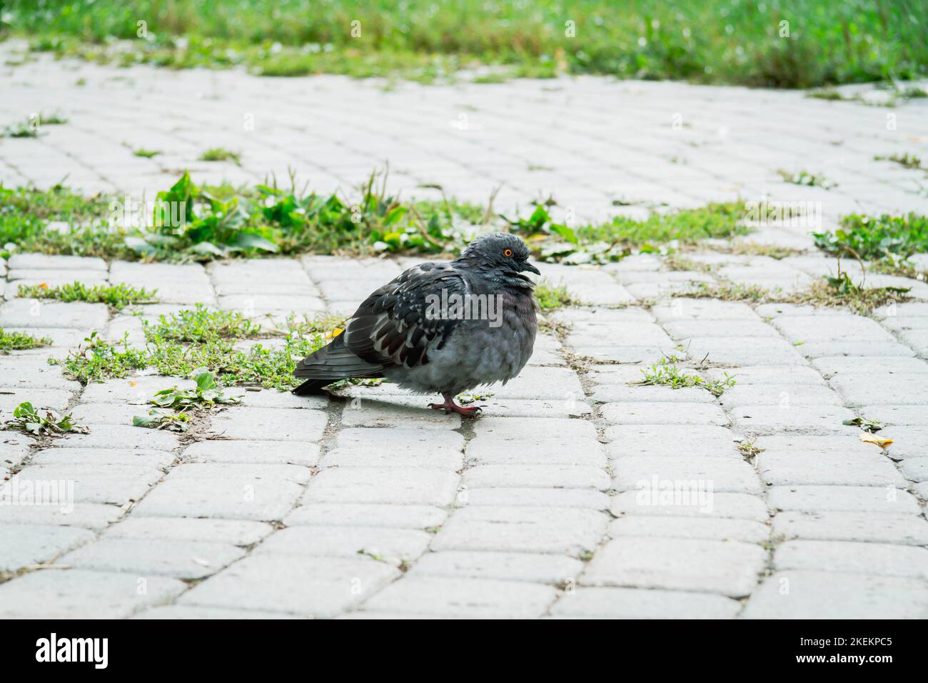 A lone pigeon stands on a paving stone path. A bird in the park against ...