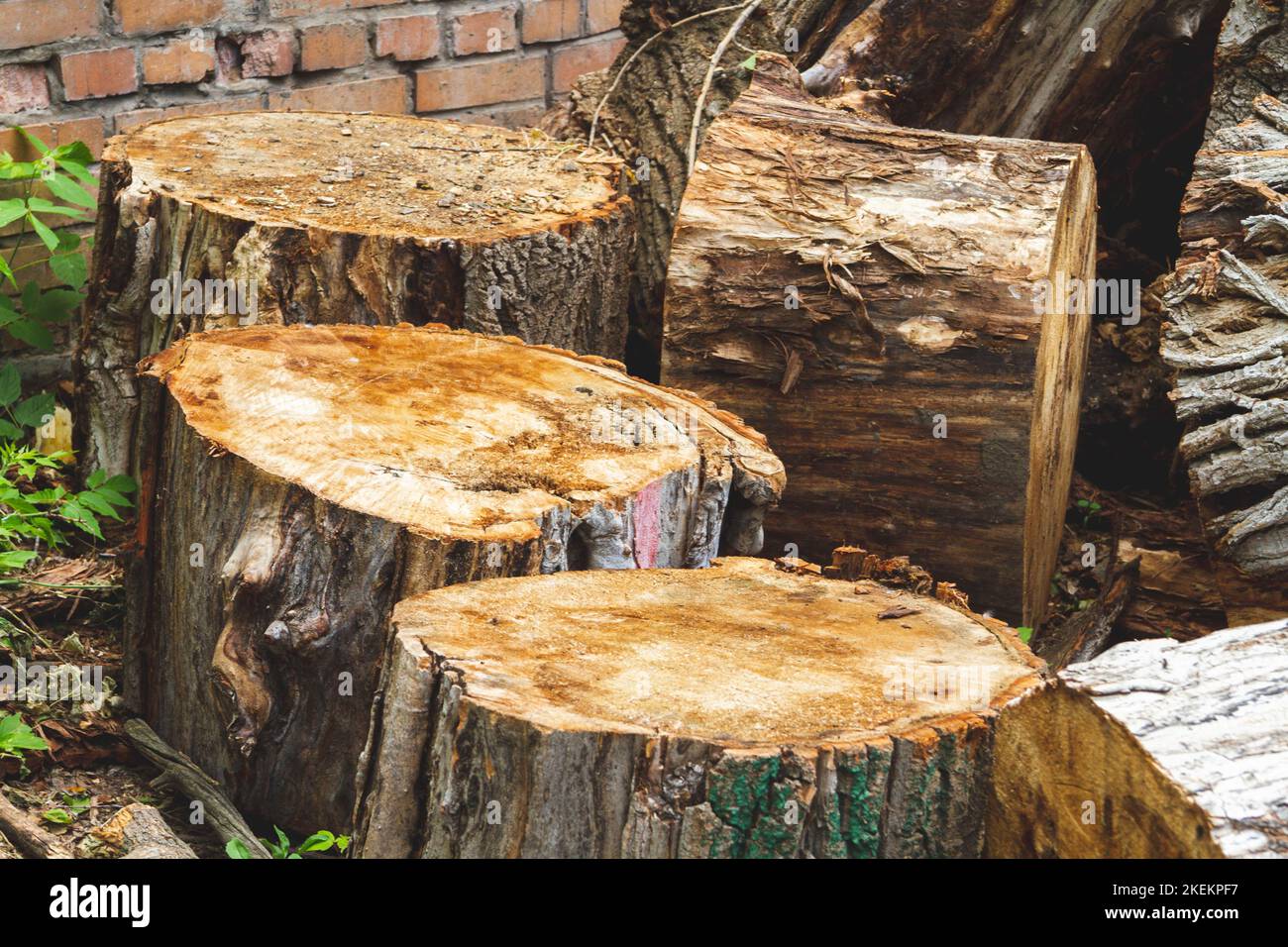The problem of deforestation. Export of timber from the country ...