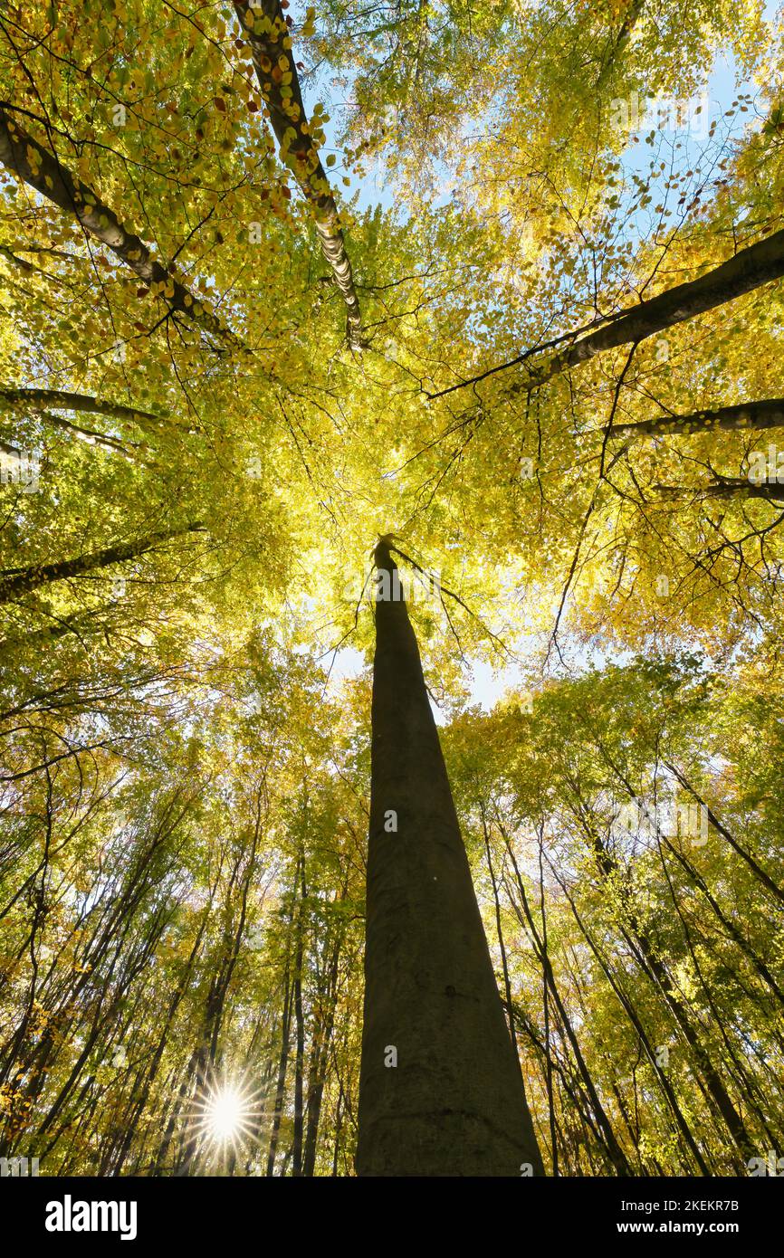 Bottom up view golden trees hi-res stock photography and images - Alamy