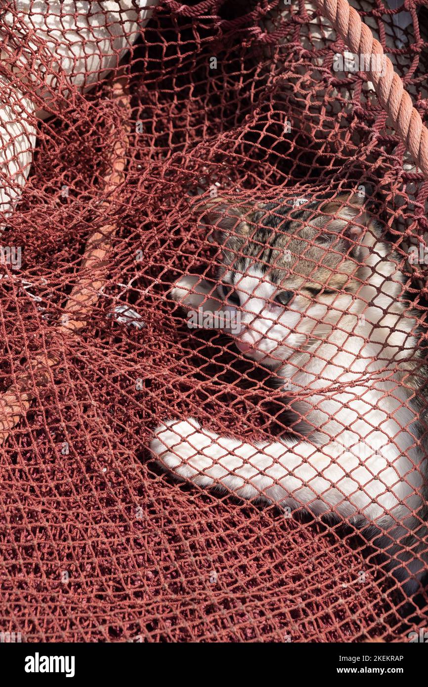 Grey-headed white cat hidden behind a red fishing net Stock Photo - Alamy