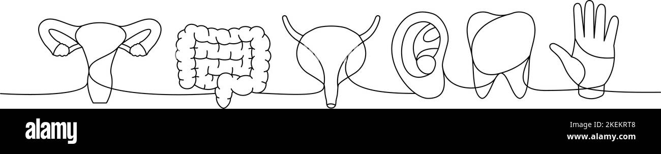 Set of human organ one line continuous drawing. Tooth, bladder ...