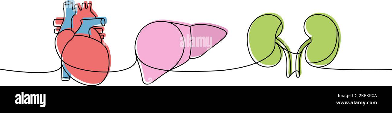 Set of human organs one line colored continuous drawing. Heart, liver, kidneys continuous ...
