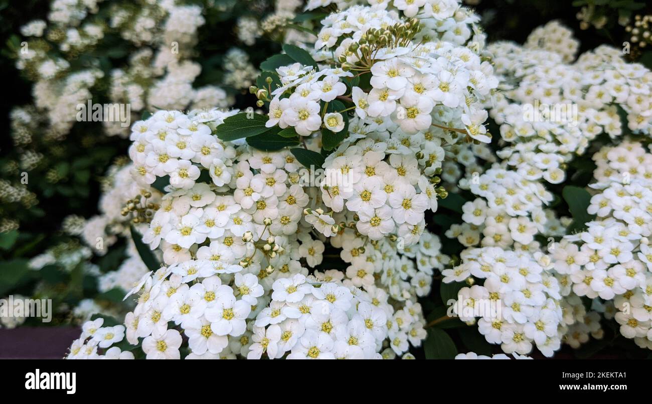 Reeves spirea hi-res stock photography and images - Alamy