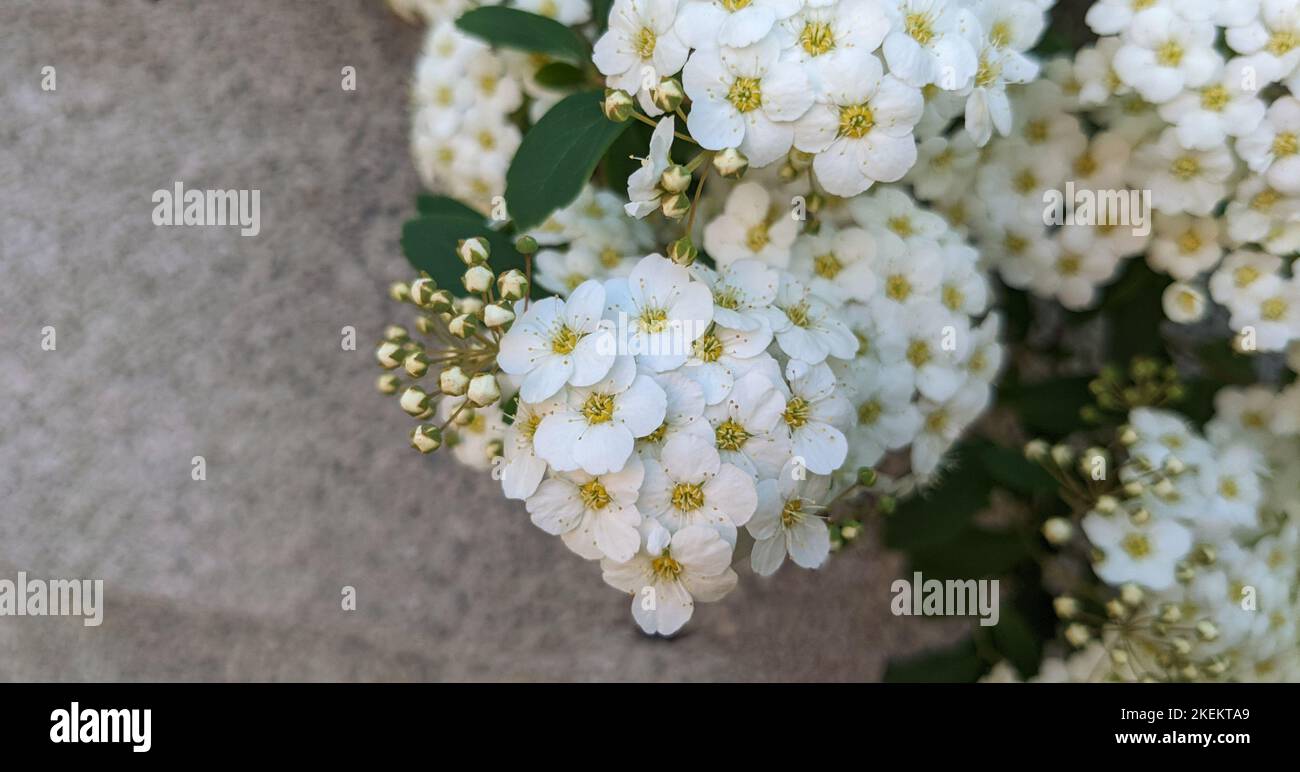 Reeves spirea hi-res stock photography and images - Alamy