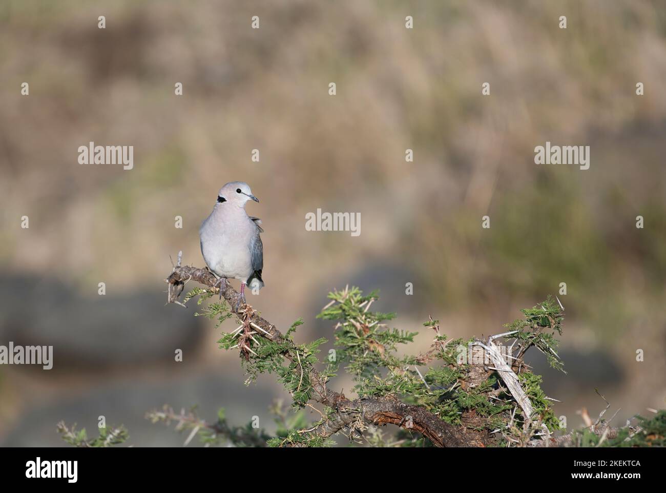 Ring-necked dove (Streptopelia capicola, also known as the Cape turtle ...