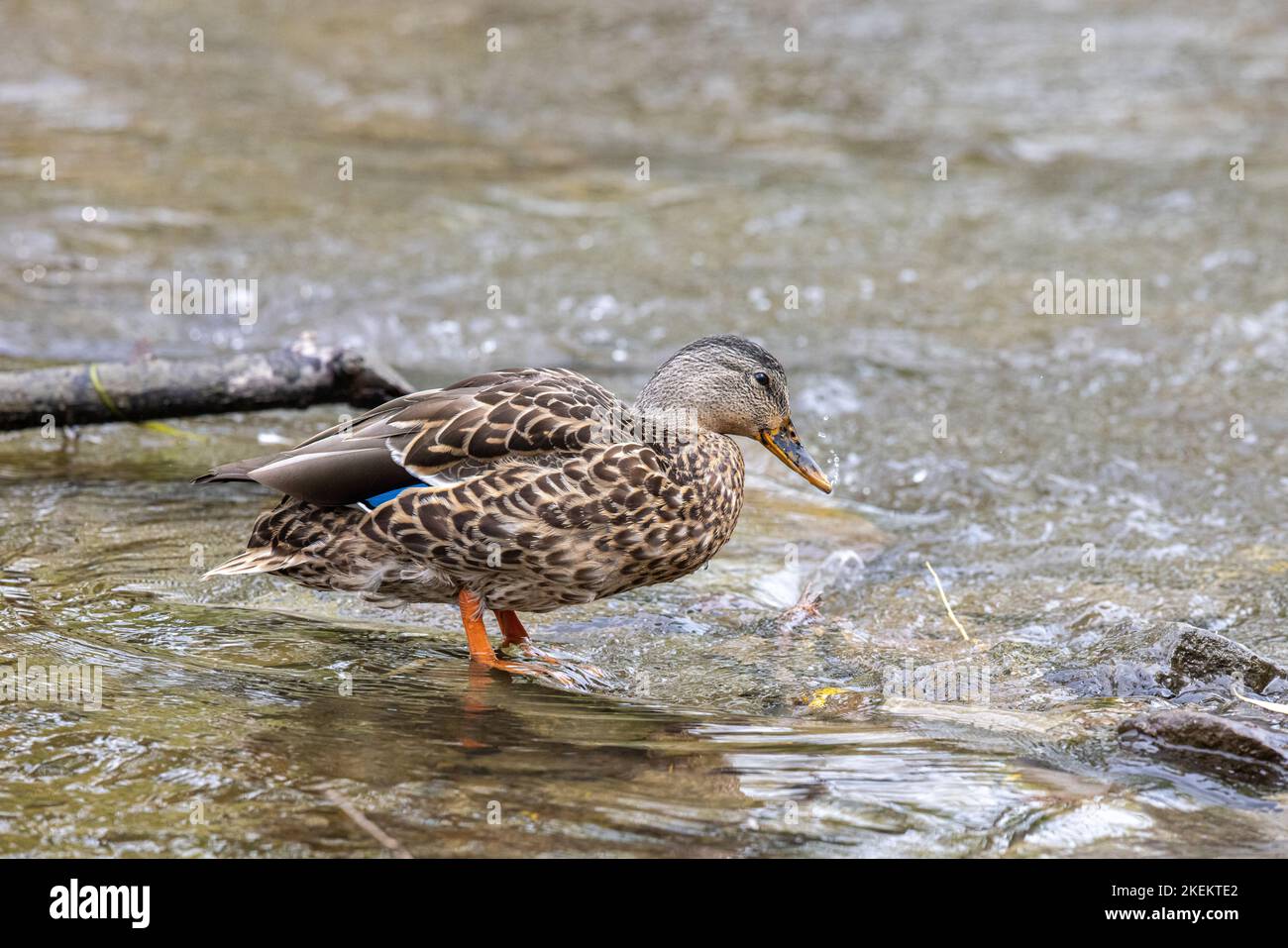 A mallard duck swimming on the lake Stock Photo - Alamy