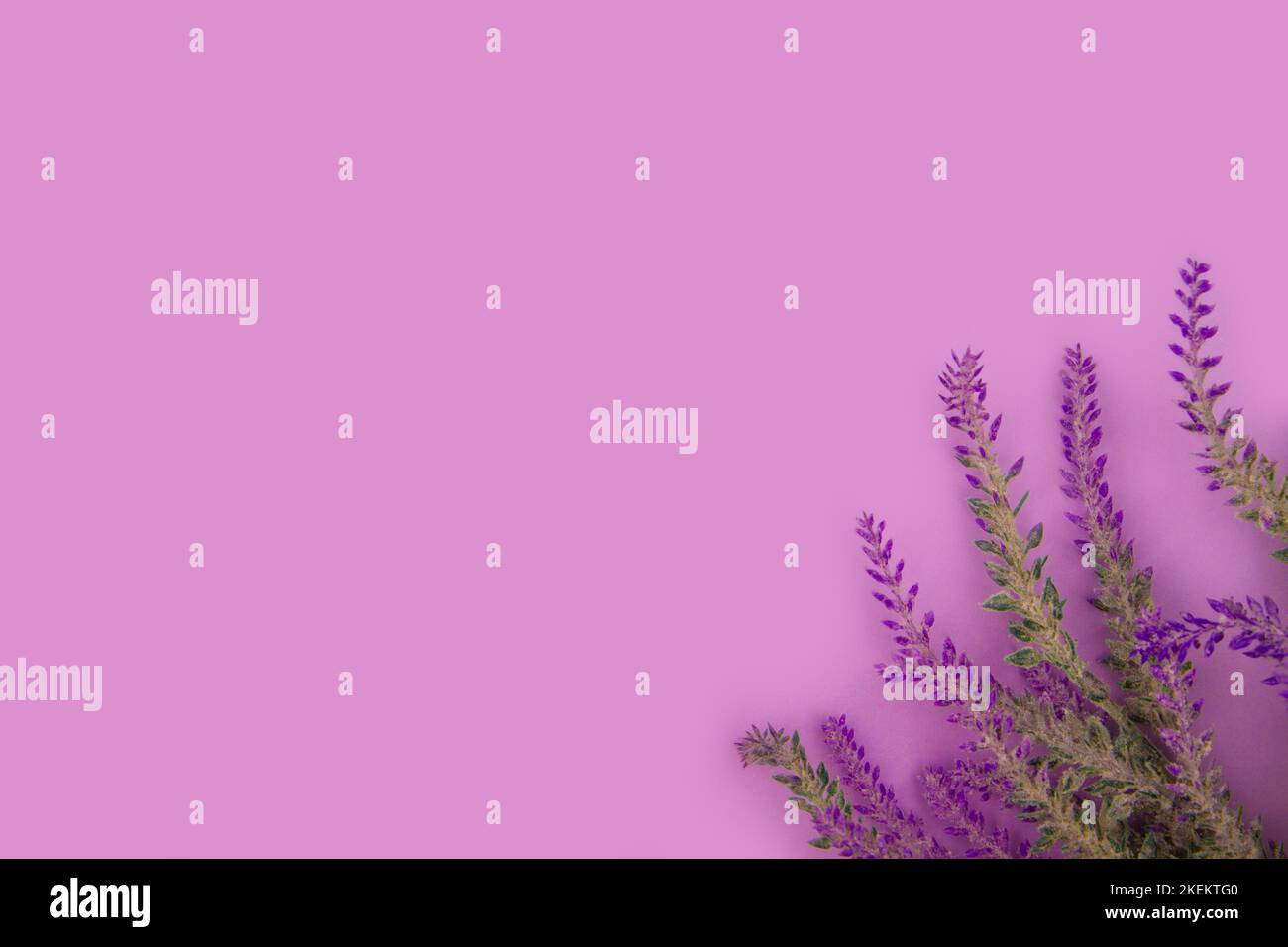 Minimal lavender mock-up background with copy space Stock Photo - Alamy
