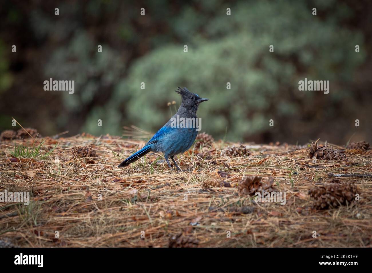 Steller's jay, with its beautiful blue feathers and fine crest, also known as the long-crested ...