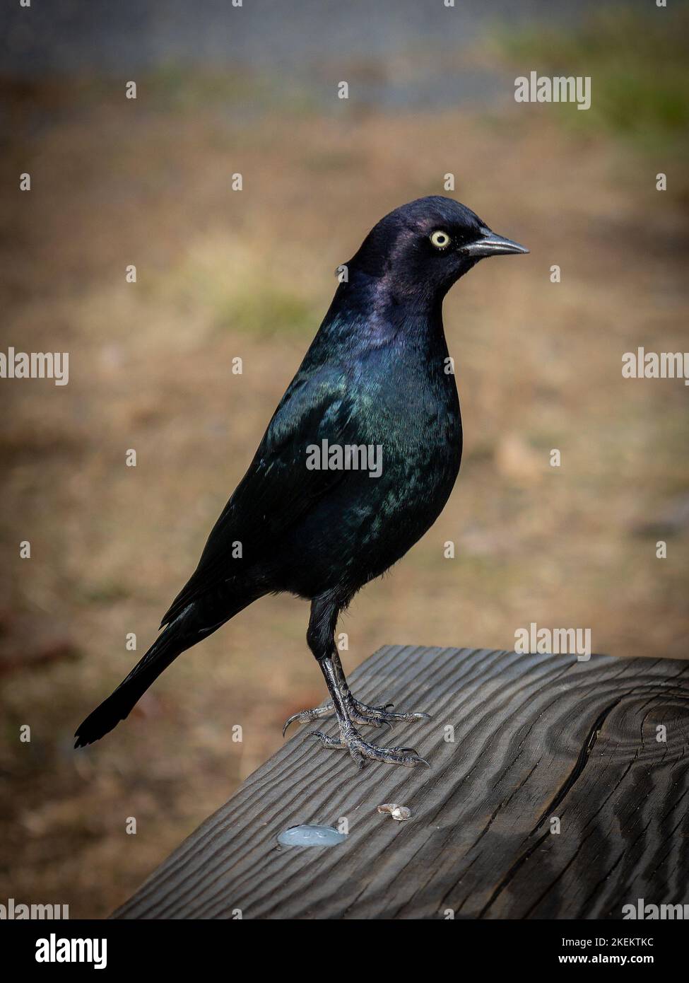 The brewer's blackbird, adult males have black plumage with an ...