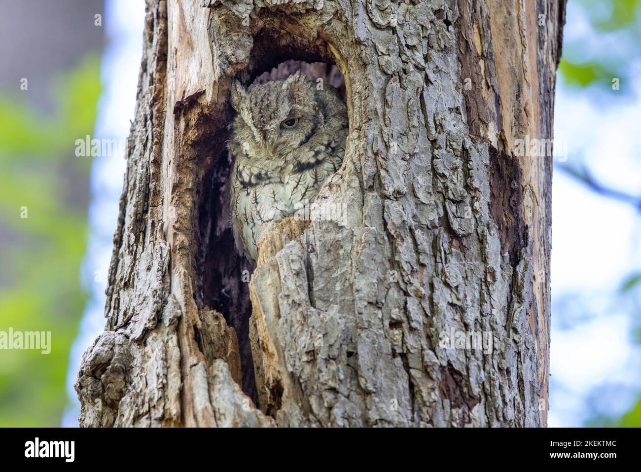 An eastern Screech Owl in his tree Stock Photo - Alamy