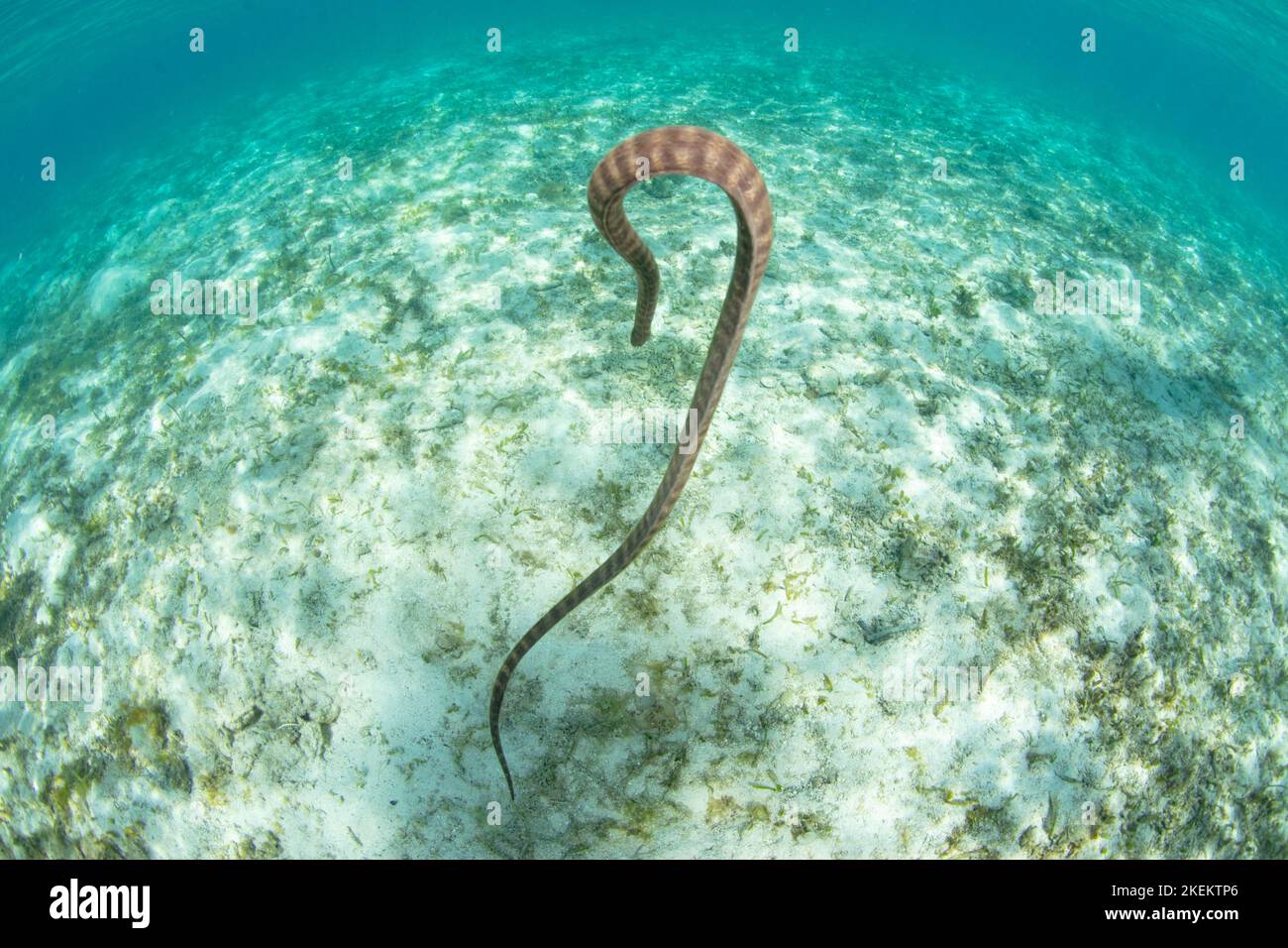 File snake hi-res stock photography and images - Alamy