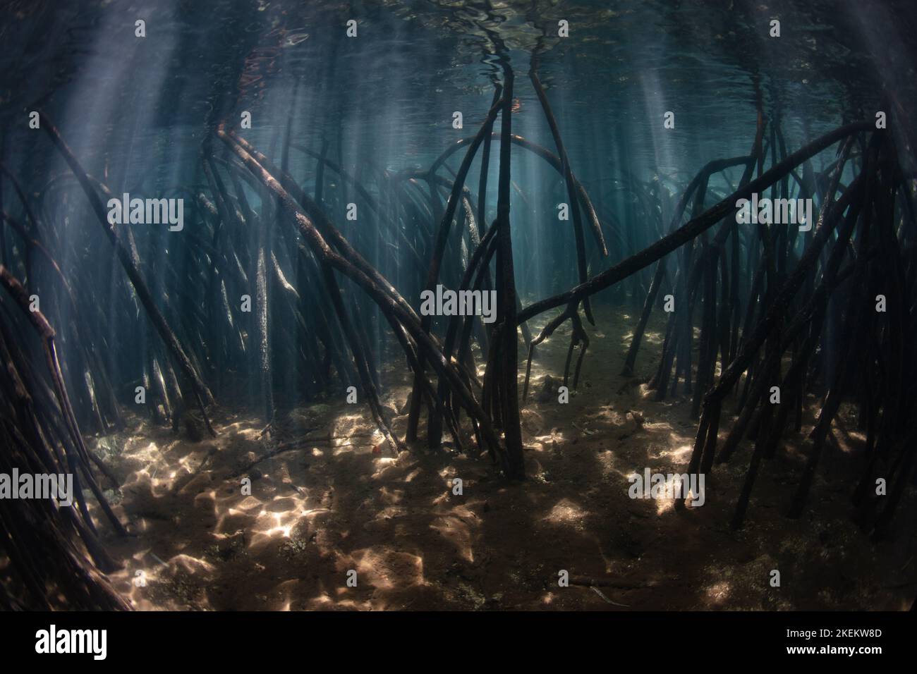 Red mangrove roots descend into shadowed water in a healthy Indonesian ...