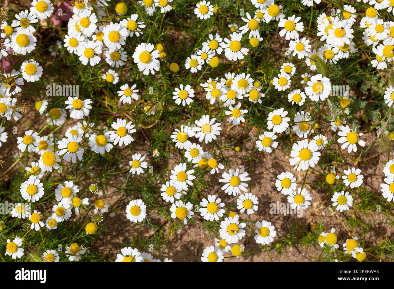 daisies, small white flowers with a yellow center, commonly called the ...