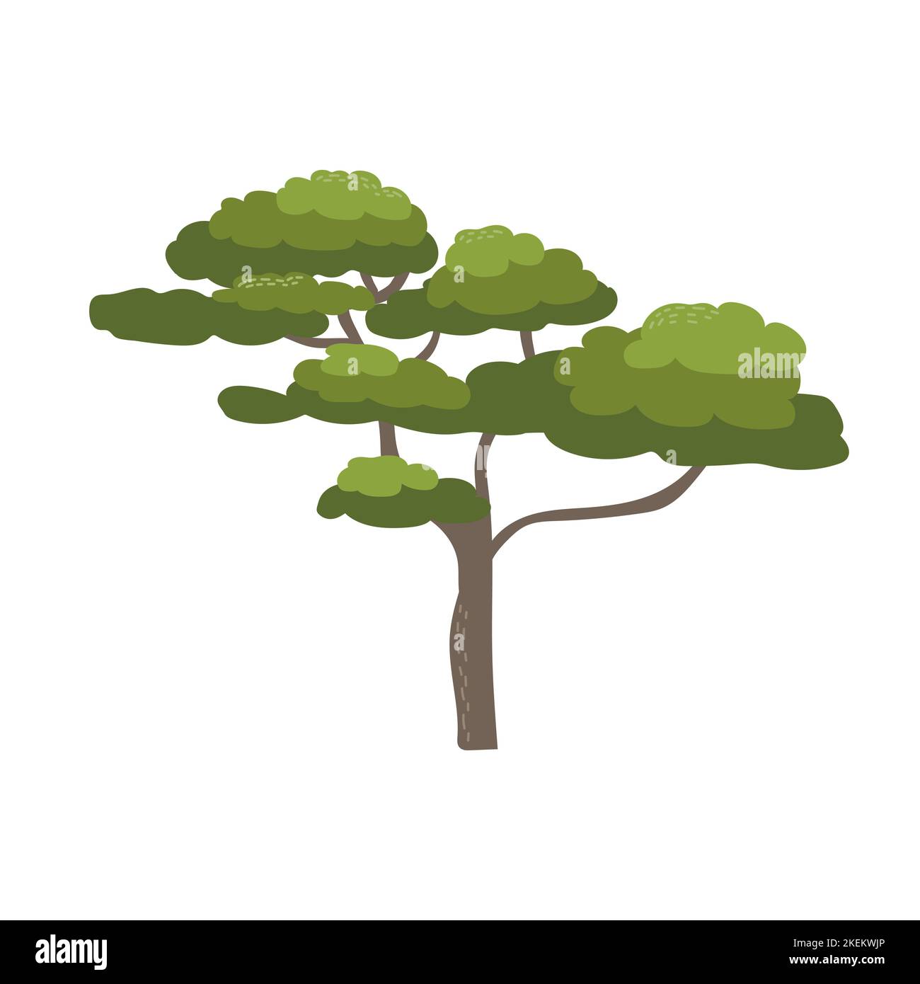 African acacia tree with wide crown flat cartoon style, vector ...