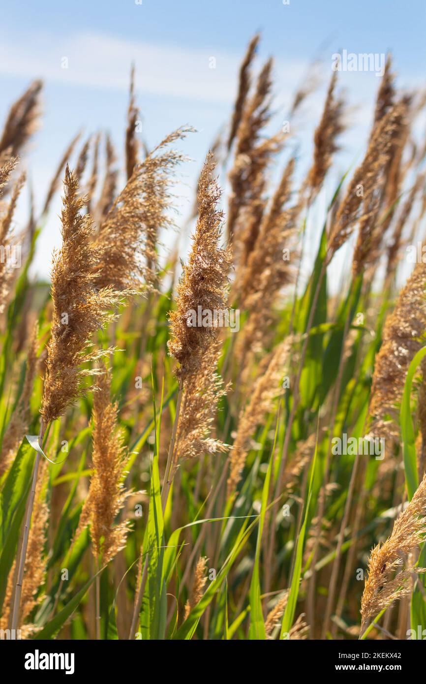 Common reed, Dry reeds, blue sky, (Phragmites australis Stock Photo - Alamy