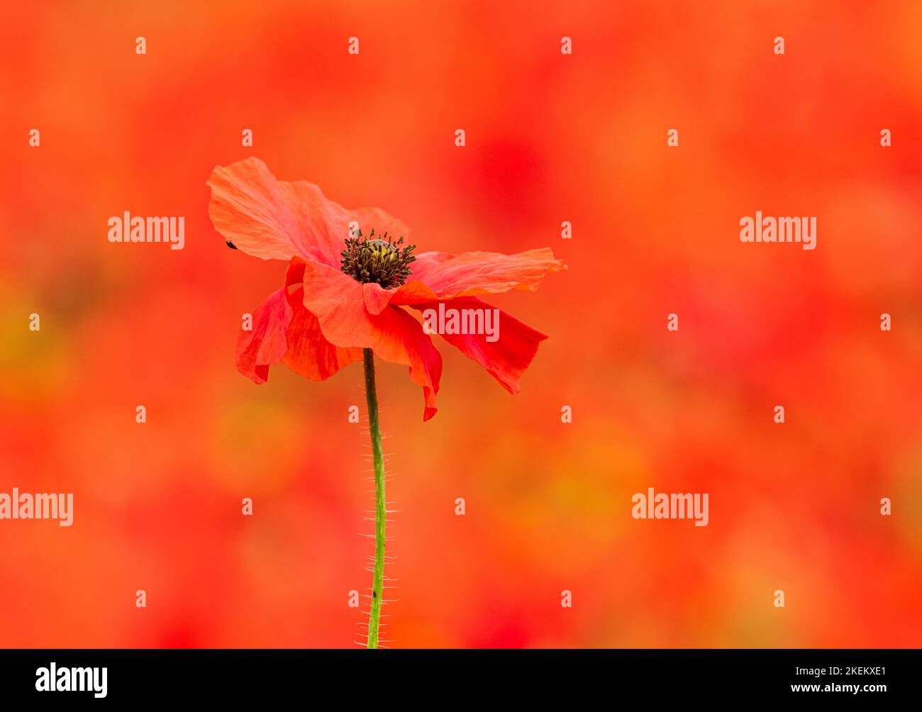 Red poppies growing in the English countryside at Ranscombe Farm Nature ...